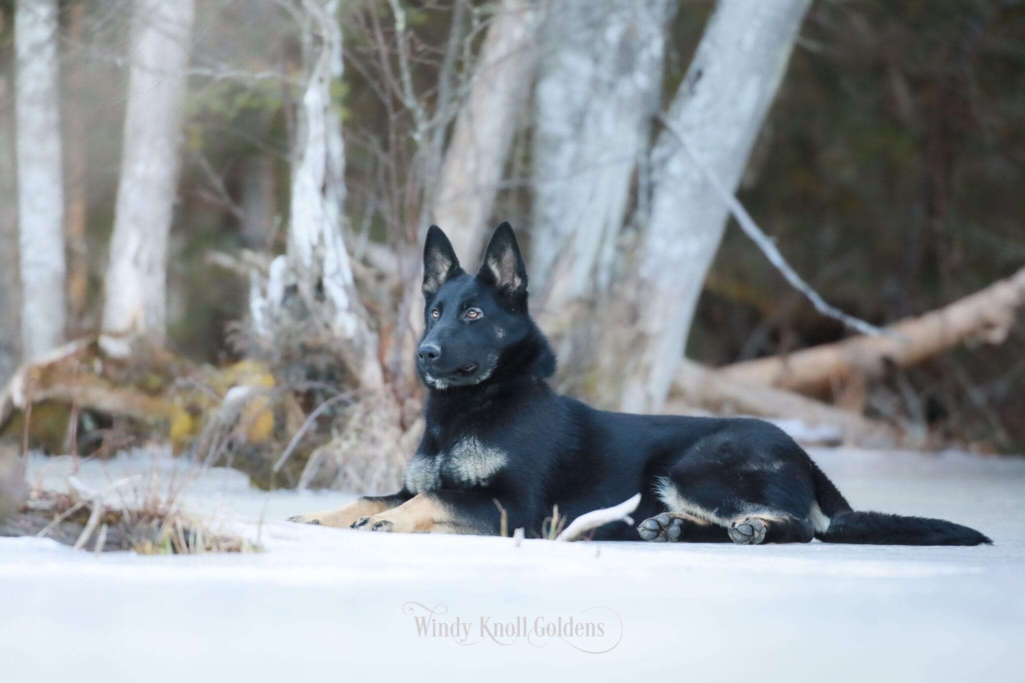 Venture & Captain May 2025 - Windy Knoll Shepherds