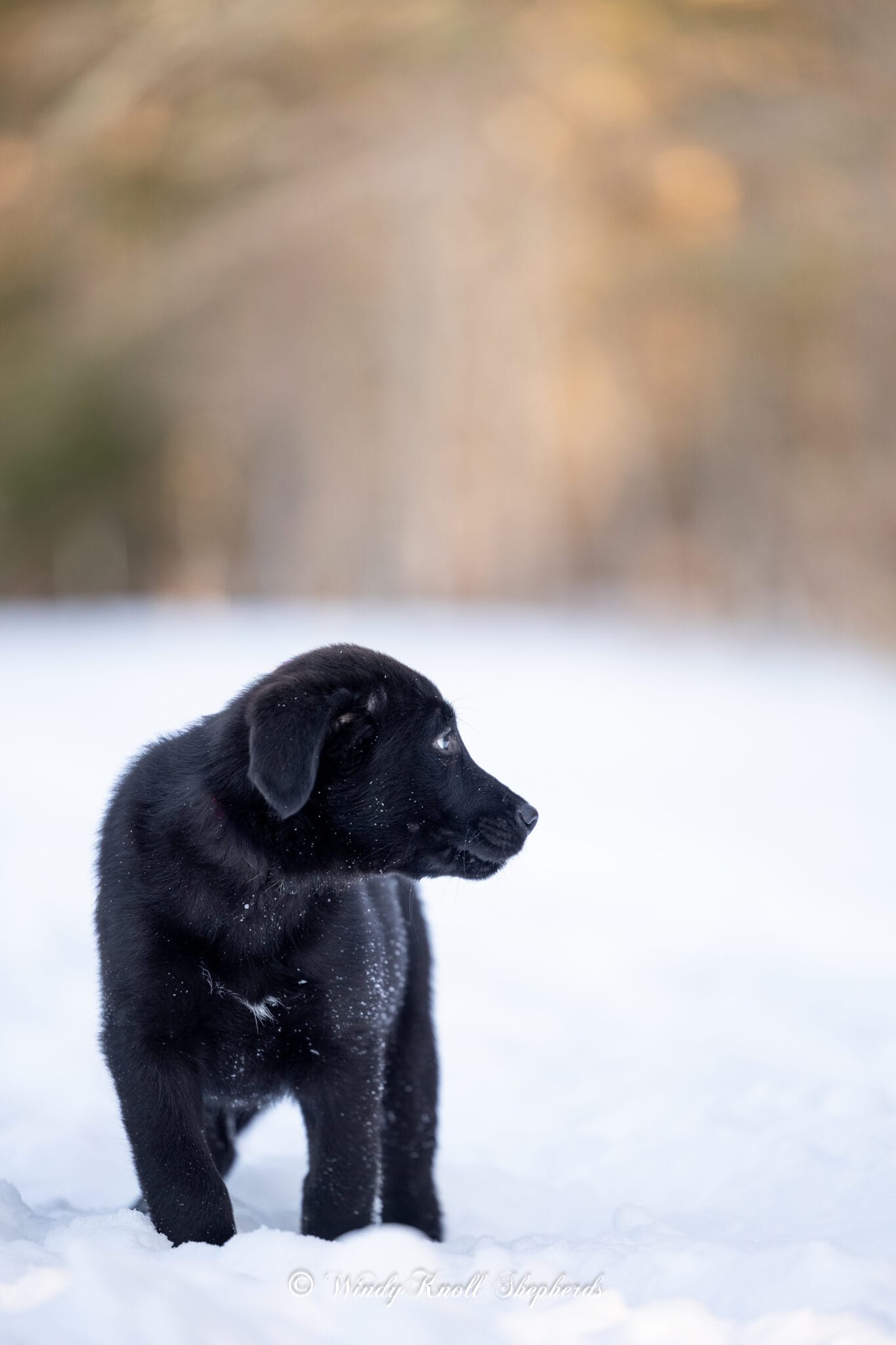 DDR German Shepherd Lines: The Truth About Old German Lines